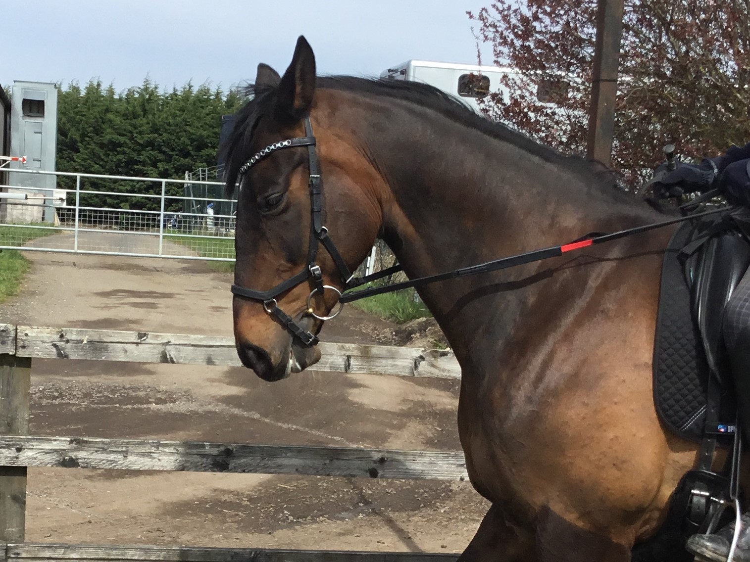 The Reins – Revelation Reins